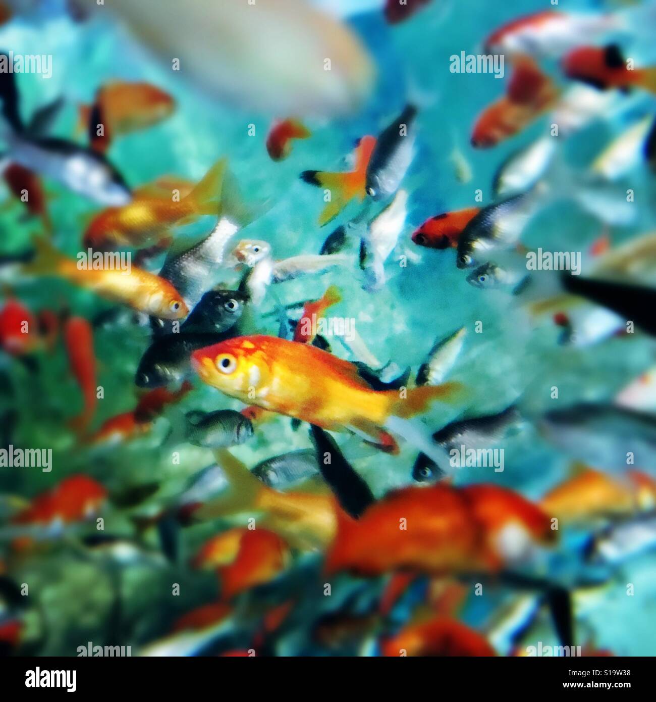 Poisson de plusieurs couleurs Banque de photographies et d’images à ...