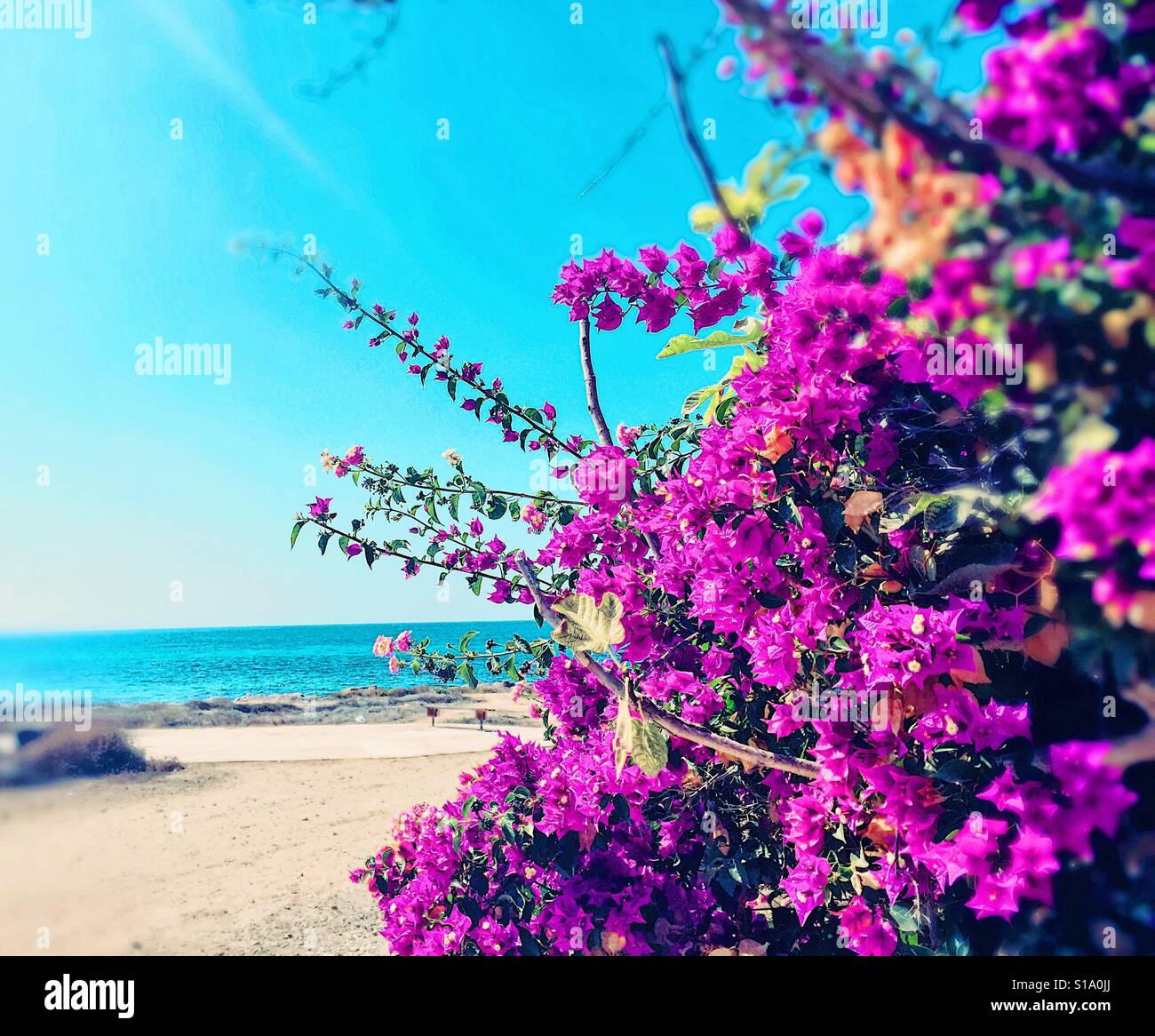 Belle mer de fleurs de couleur rose Banque de photographies et d’images ...
