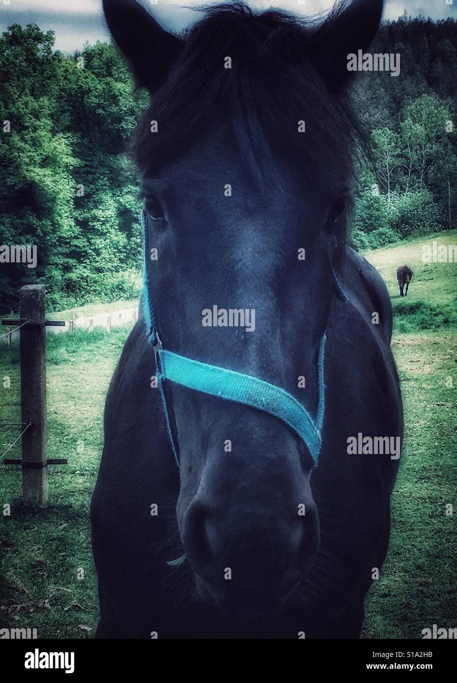 Gros visage de cheval Banque de photographies et d’images à haute ...