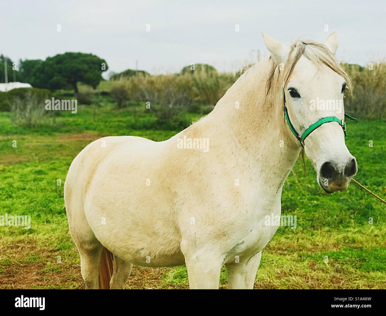 Champs De Chevaux Banque d'image et photos - Alamy