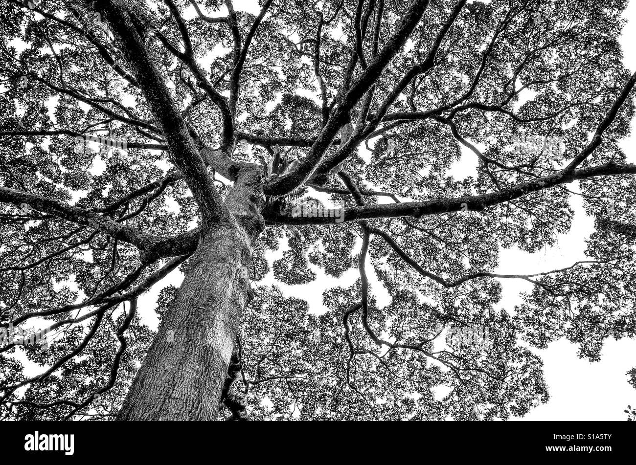 Arbre noir et blanc Banque de photographies et d’images à haute ...