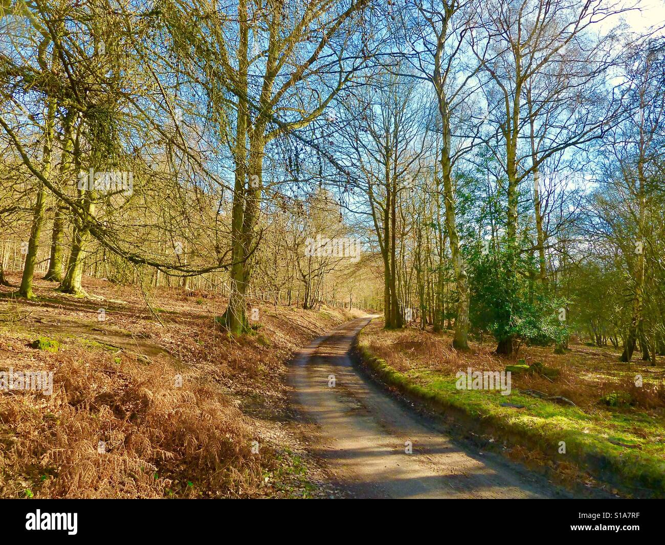 Promenade dans la forêt Banque de photographies et d’images à haute ...