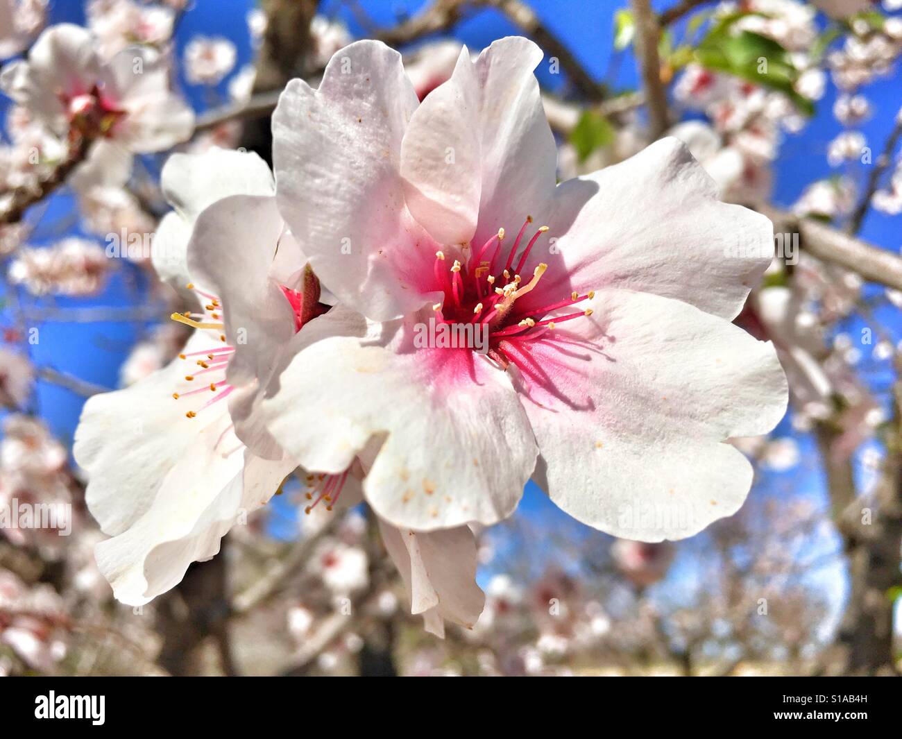 Amandier prunus dulcis en fleur Banque de photographies et d’images à ...