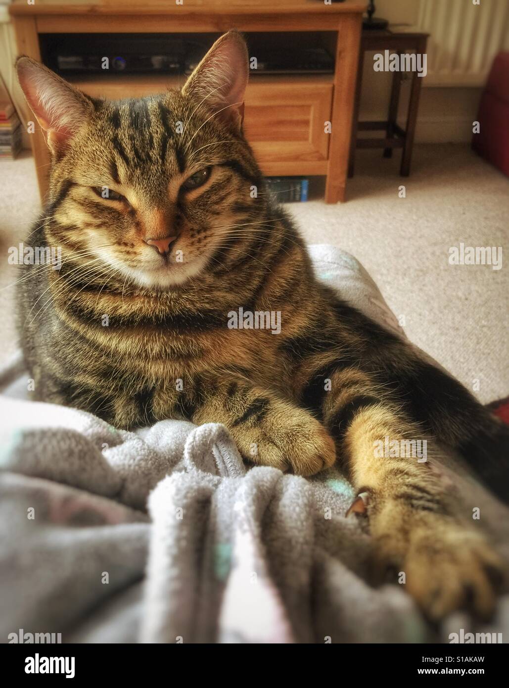 Contented cat Banque de photographies et d’images à haute résolution ...