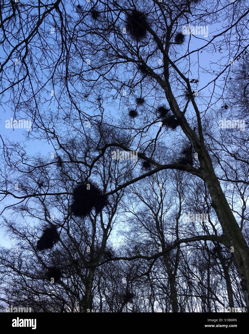 Arbres et nids Banque de photographies et d’images à haute résolution ...