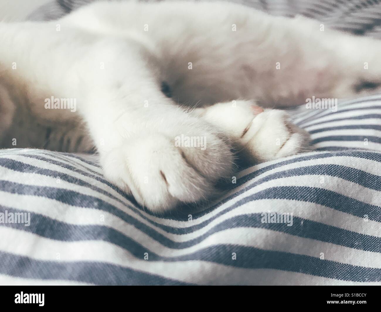 Chat patte Banque de photographies et d’images à haute résolution - Alamy