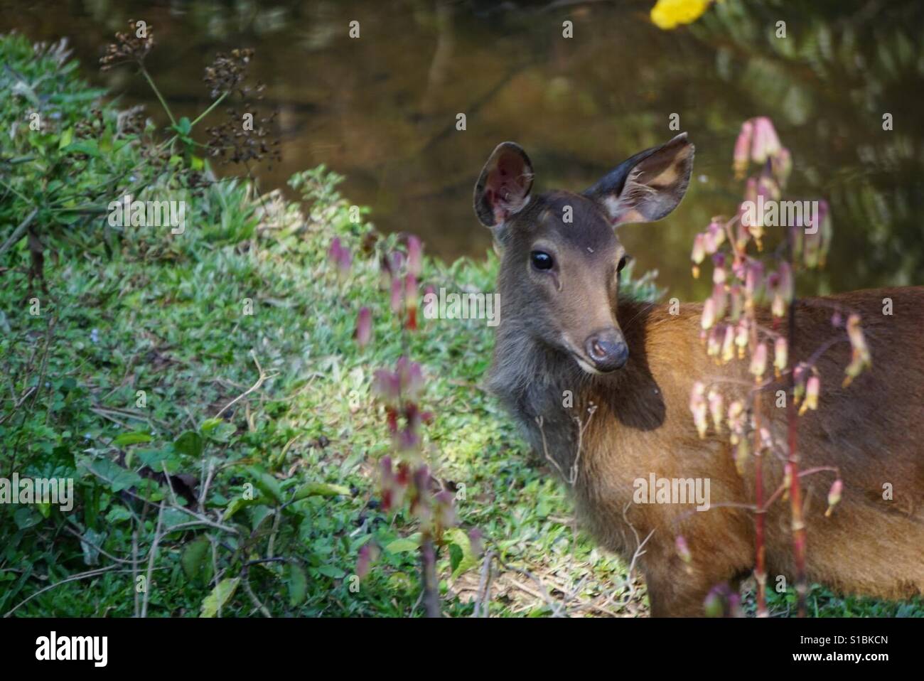Khao yai nationalpark Banque de photographies et d’images à haute ...
