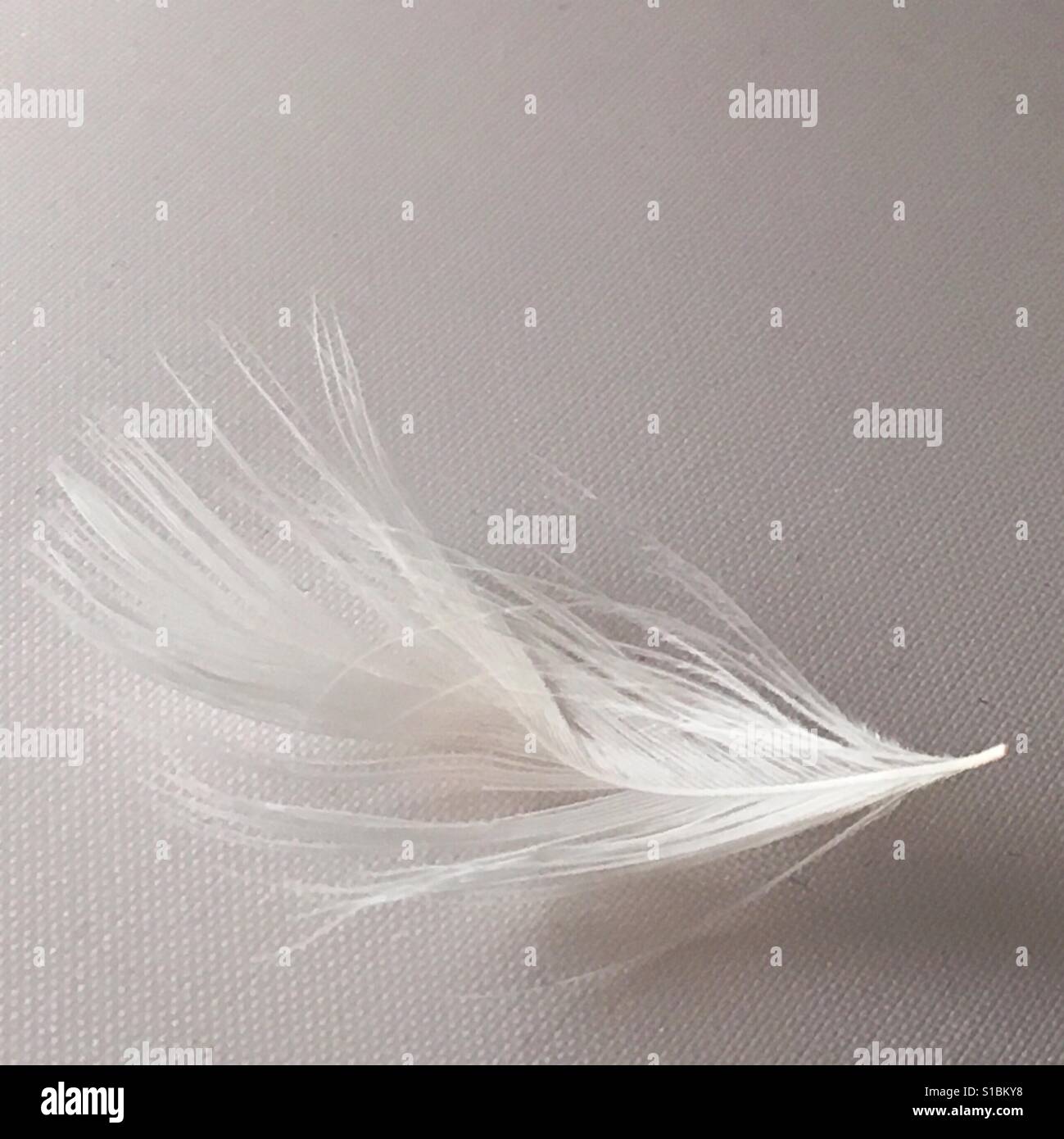 Plume blanche Banque de photographies et d’images à haute résolution ...