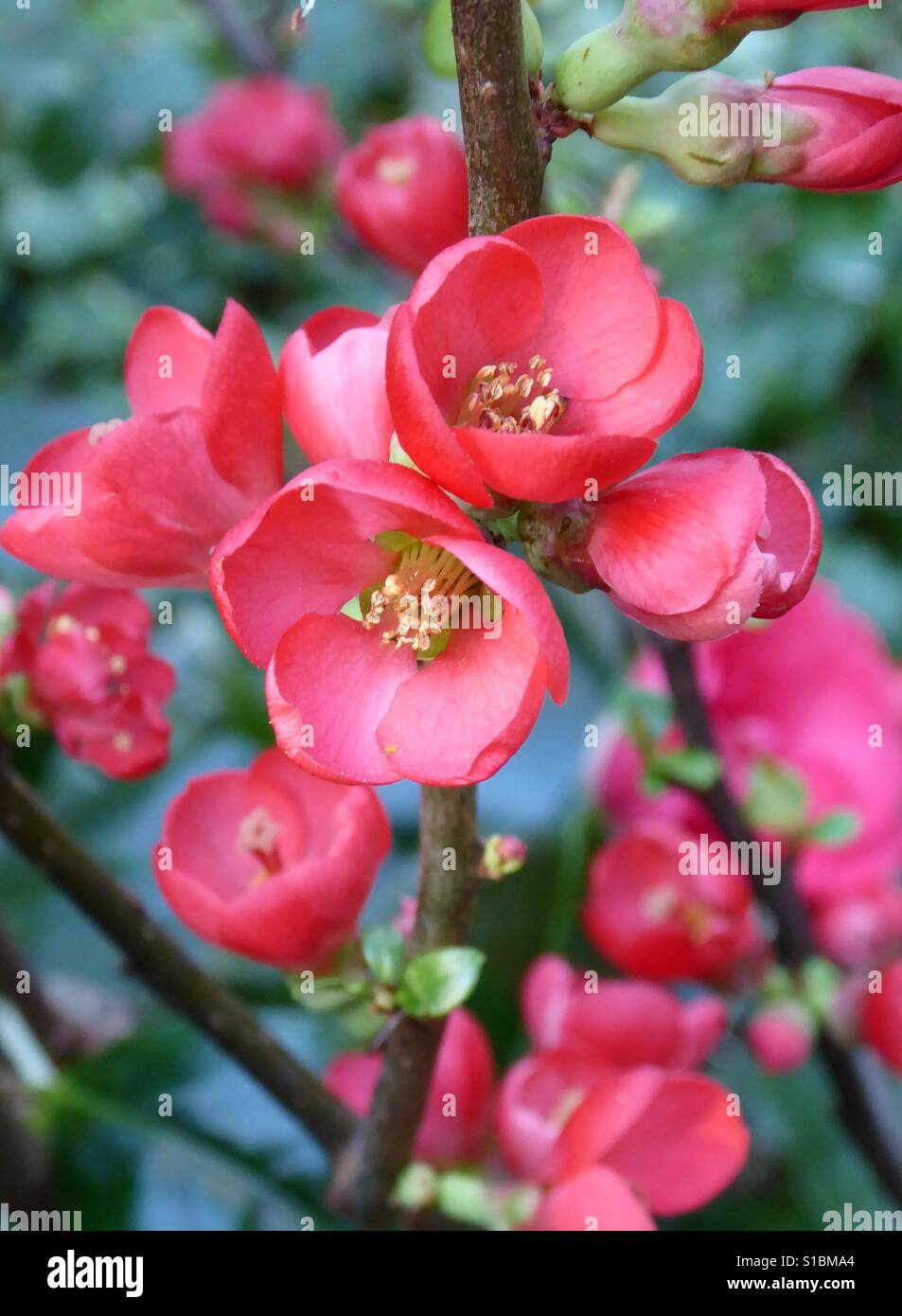 Fleur de coing japonaise Banque de photographies et d’images à haute ...