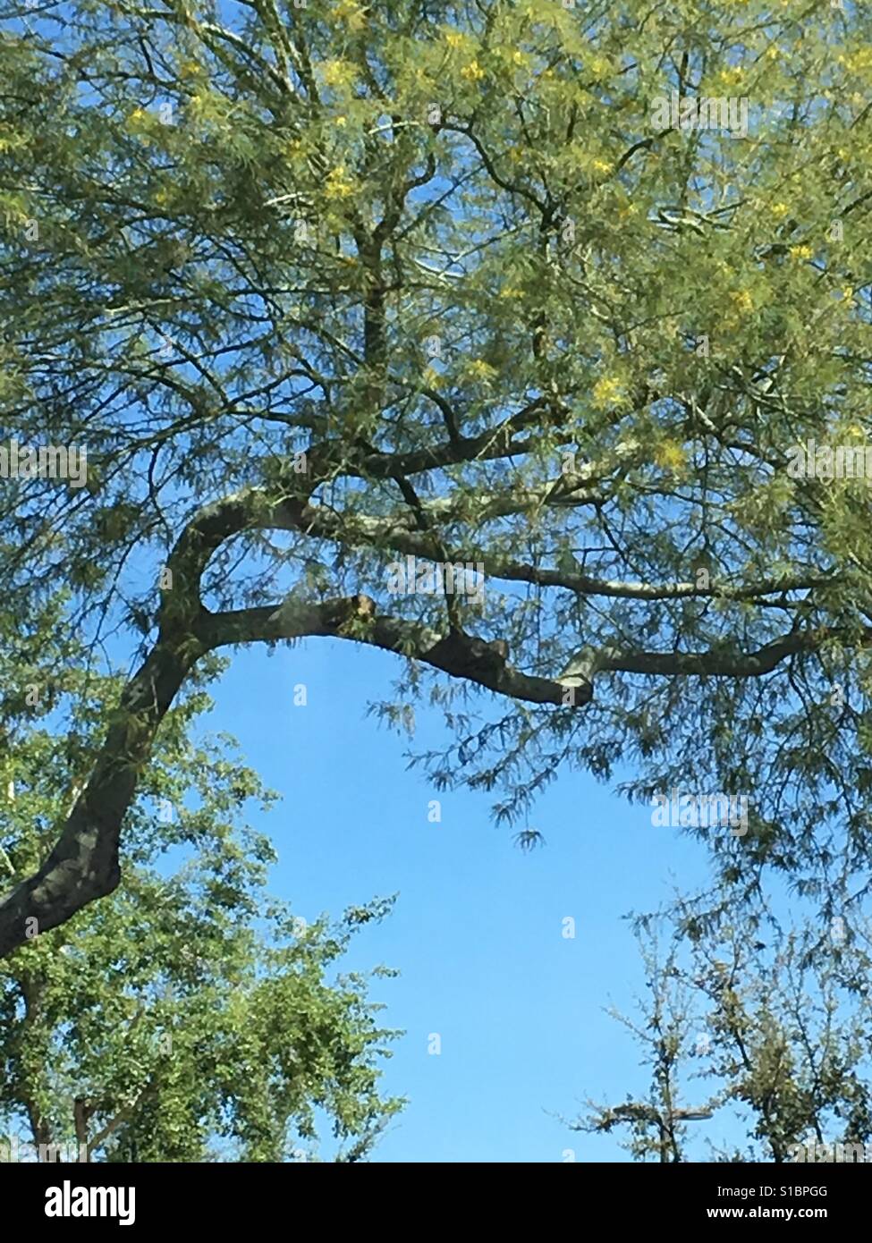 Arbre desert Banque de photographies et d’images à haute résolution - Alamy