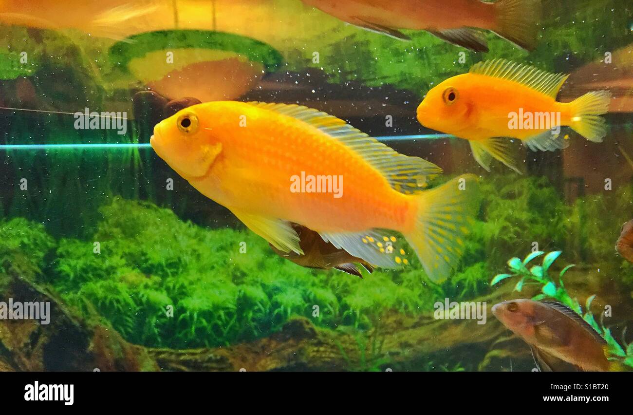 Poissons d'aquarium avec nageoires et queue jaunes Banque de ...