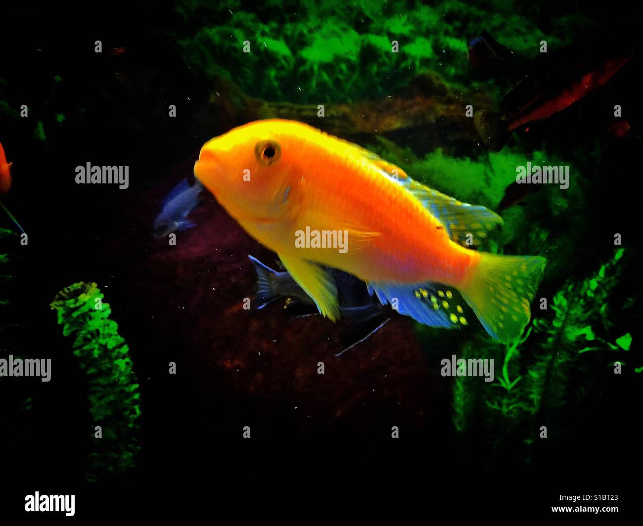 Gold fish in aquarium Banque de photographies et d’images à haute ...