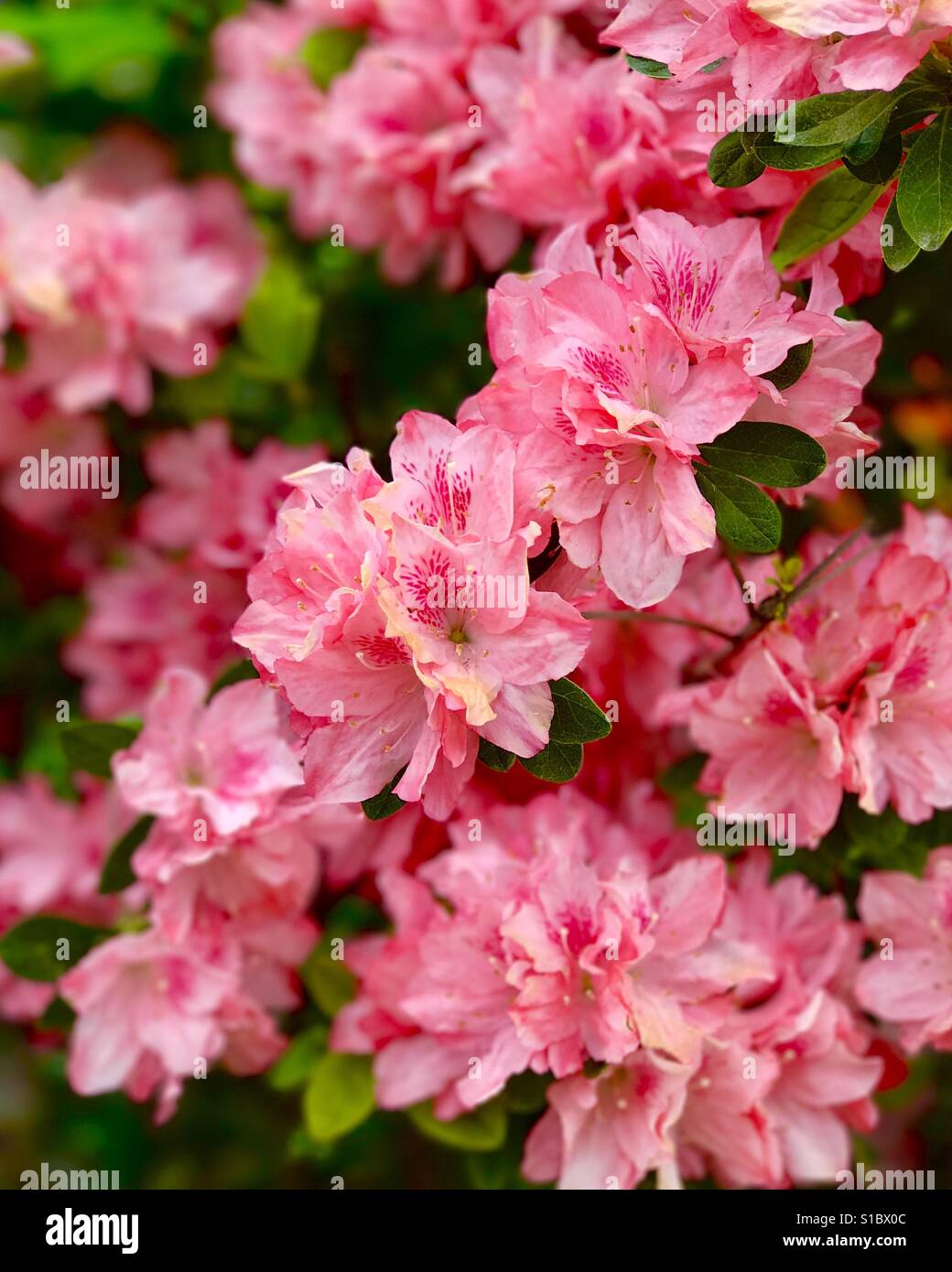 Fleur rose clair Banque de photographies et d’images à haute résolution ...