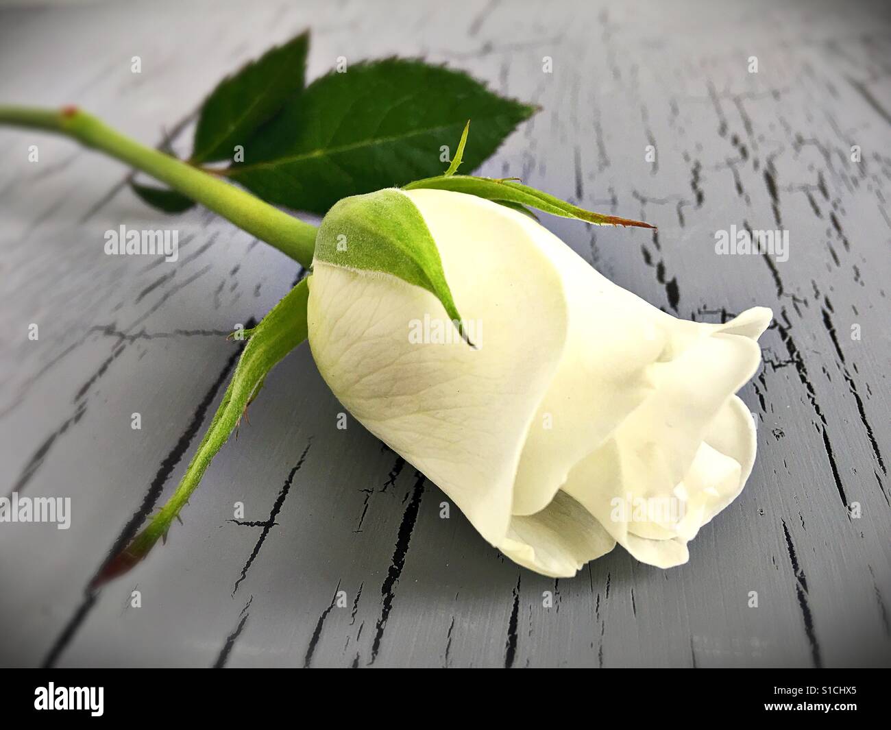 Seule rose blanche Banque de photographies et d’images à haute ...