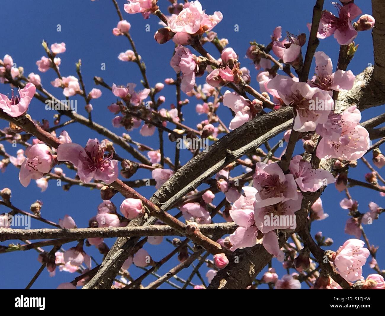 Arbre de fleur de pêcher Banque de photographies et d’images à haute ...