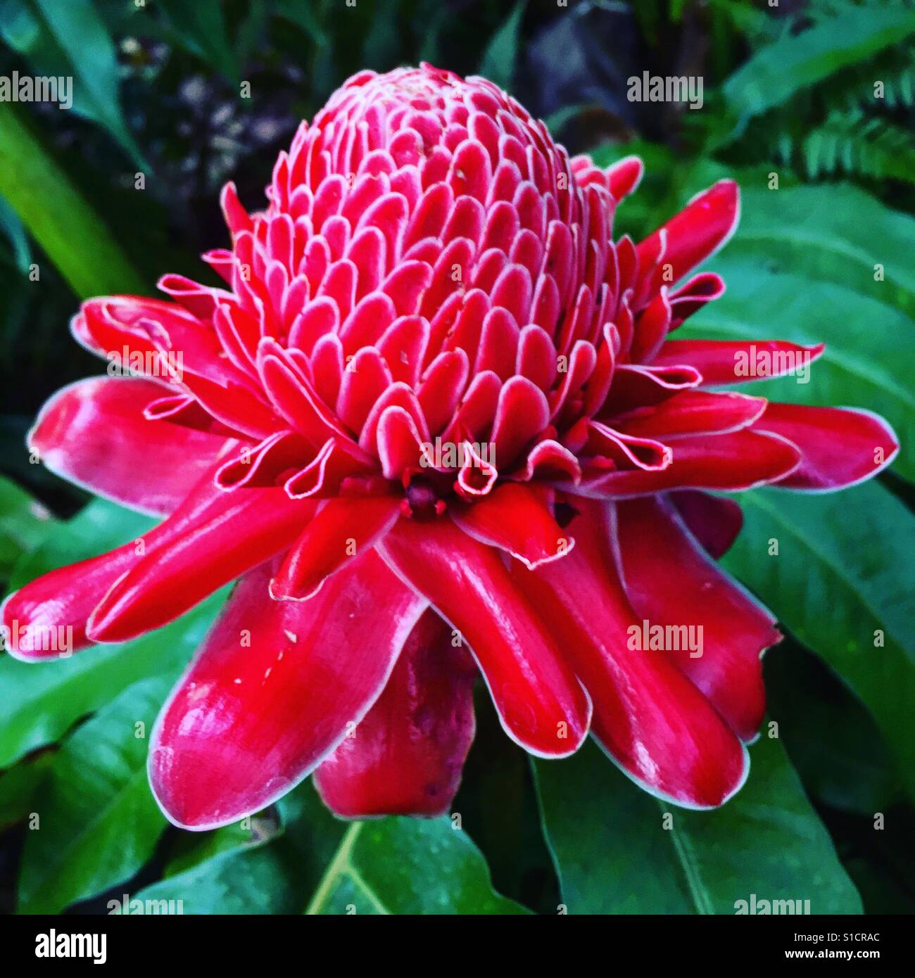 Torch ginger flower Banque de photographies et d’images à haute ...