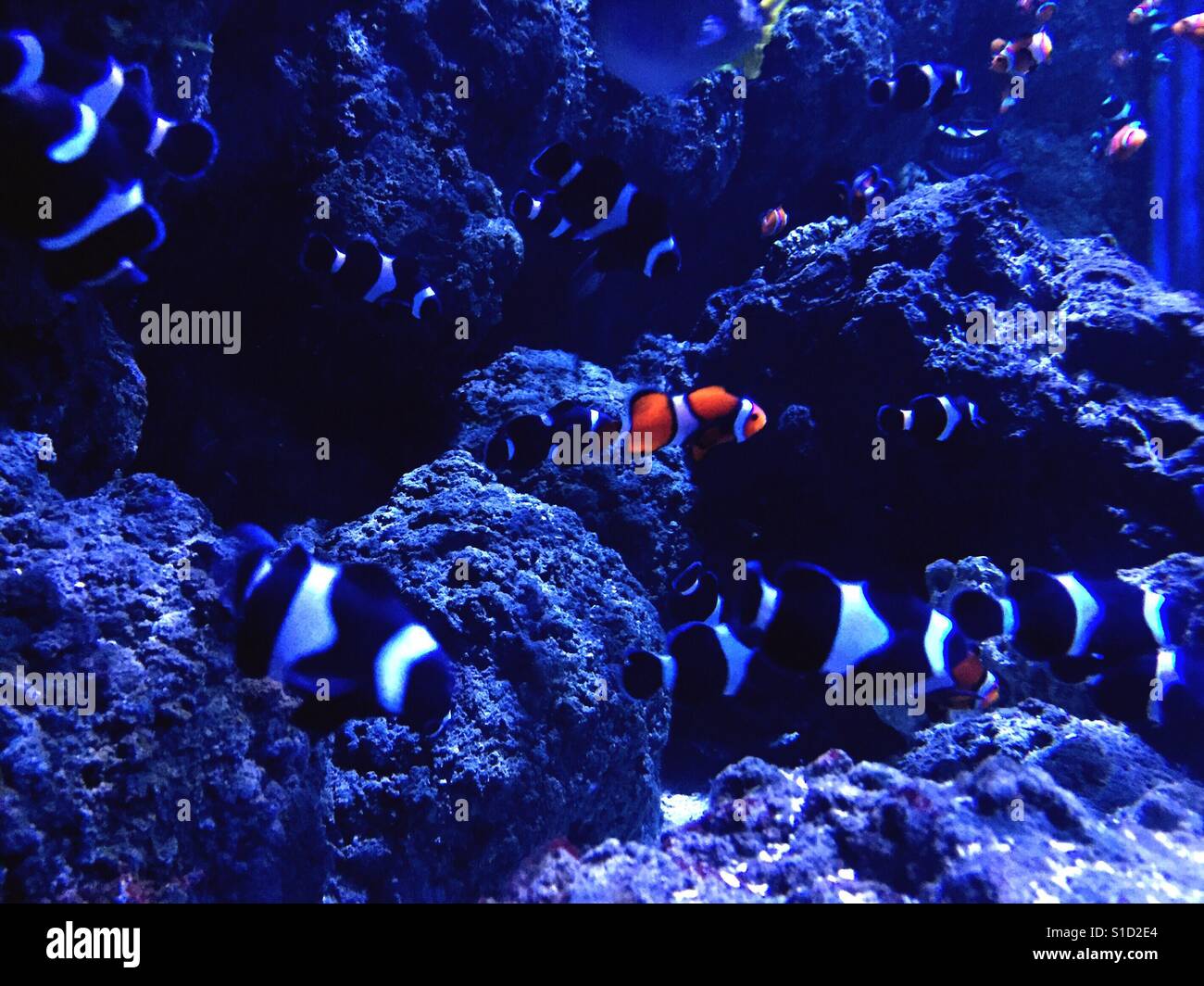 Poissons clowns nemo Banque de photographies et d’images à haute ...