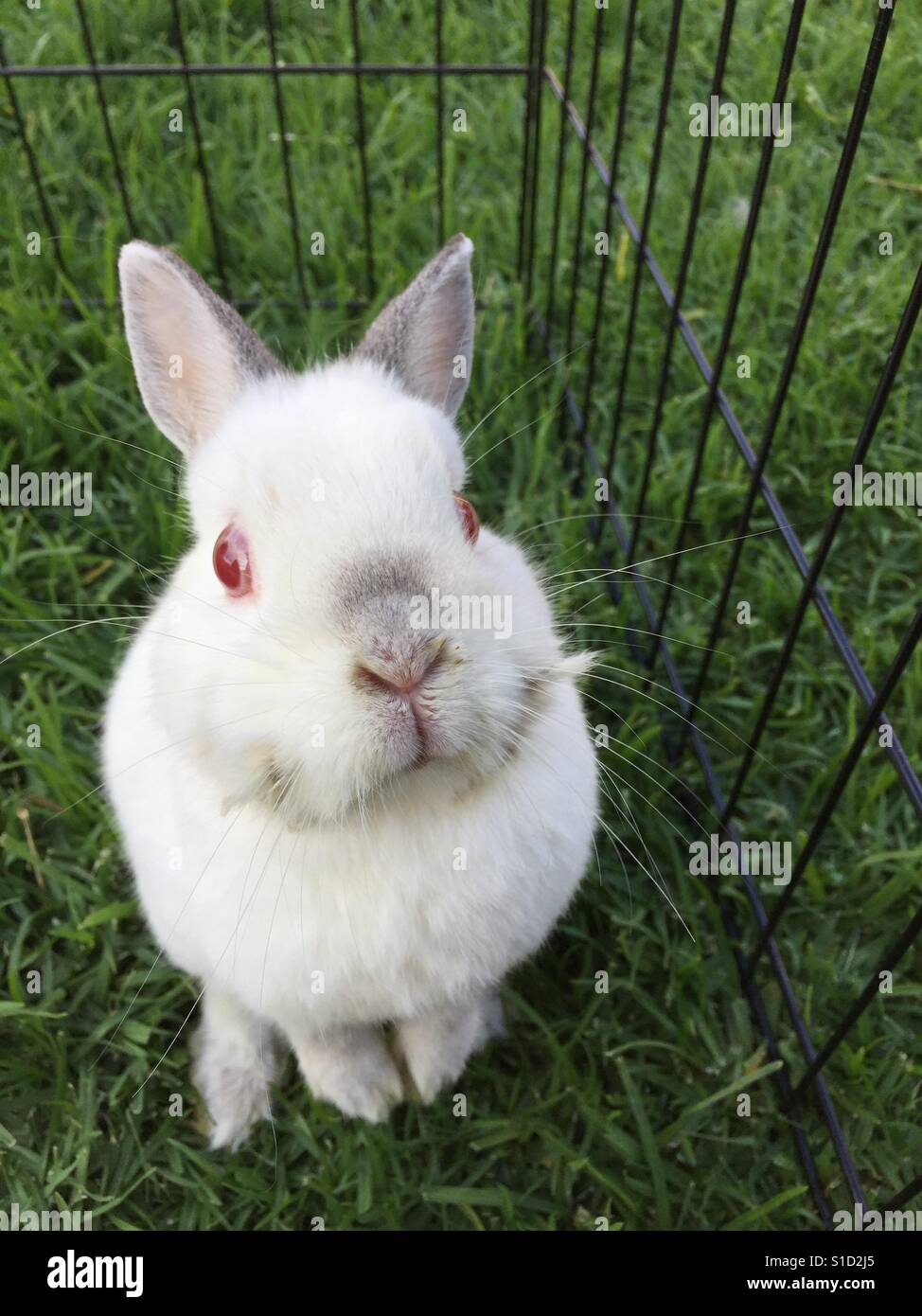 Lapin nain blanc et roux Banque de photographies et d’images à haute ...