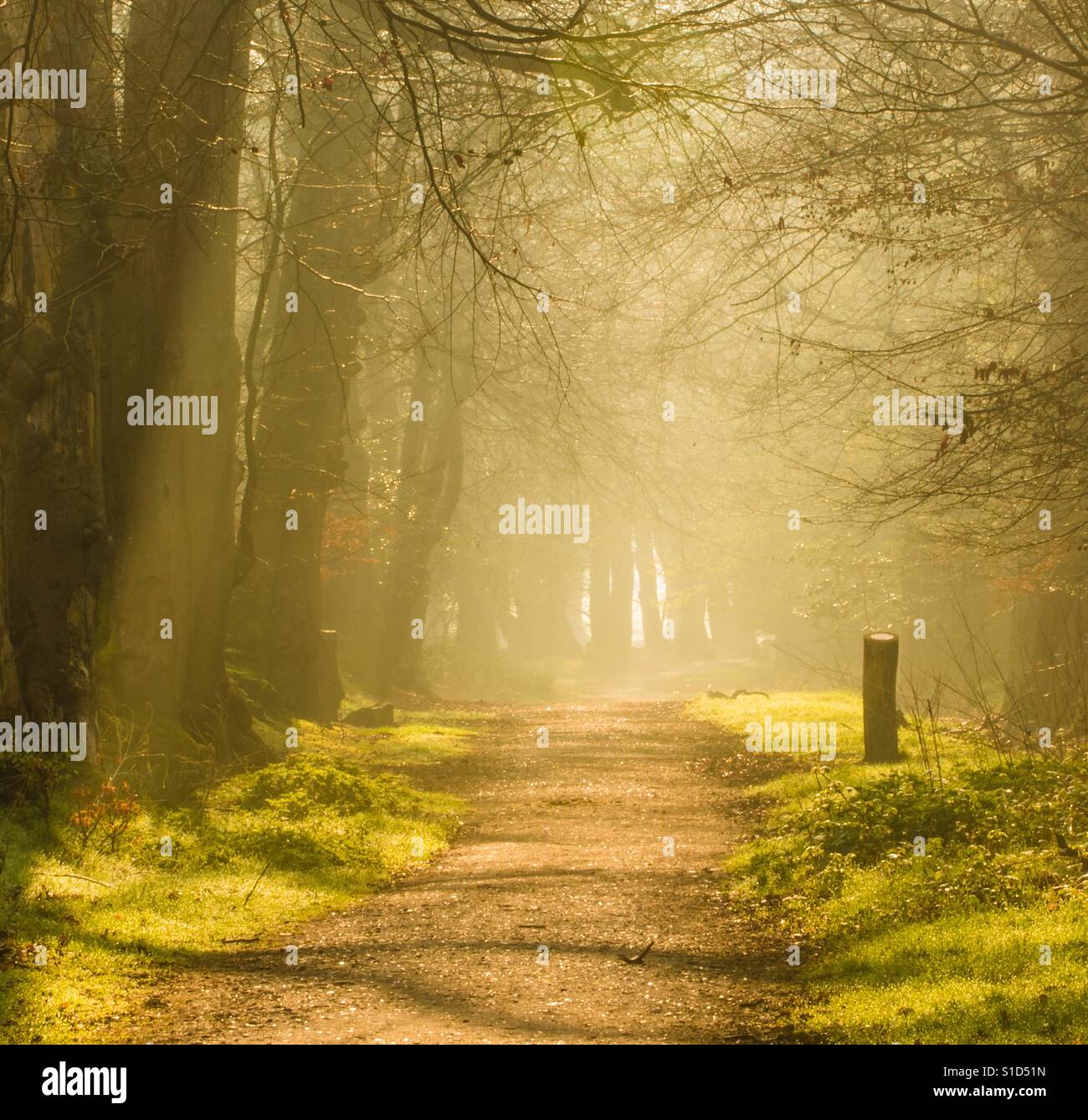 Chemin vers nulle part Banque de photographies et d’images à haute ...
