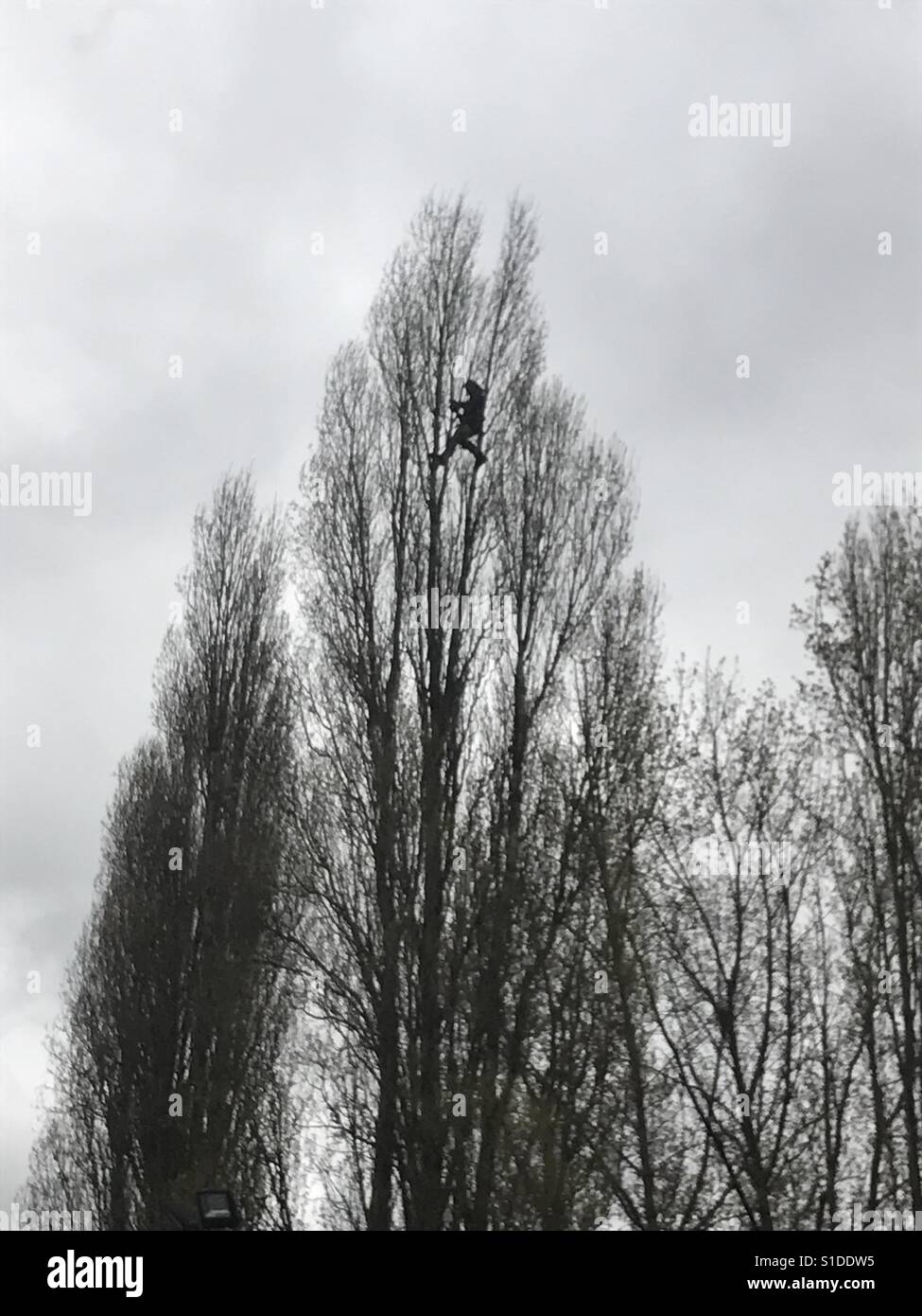 Arbre de 100 pieds Banque de photographies et d’images à haute ...