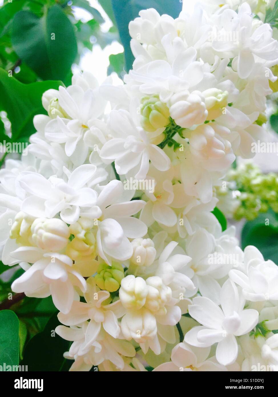 Fleur blanche et lilas Banque de photographies et d’images à haute ...