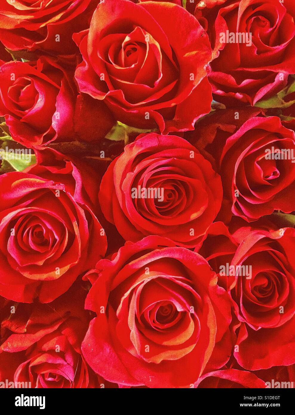 Des roses Banque de photographies et d’images à haute résolution - Alamy