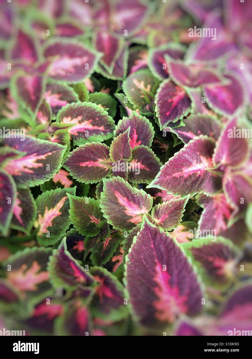 Pink coleus Banque de photographies et d’images à haute résolution - Alamy