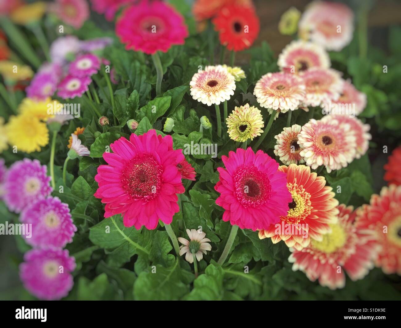 Fleurs de gerbera Banque de photographies et d’images à haute ...