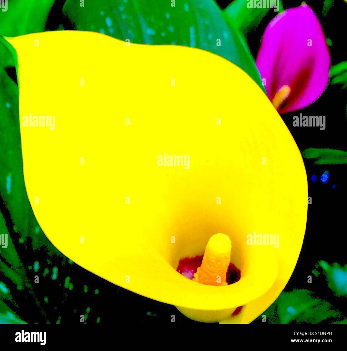 Lis calla rose Banque de photographies et d’images à haute résolution ...