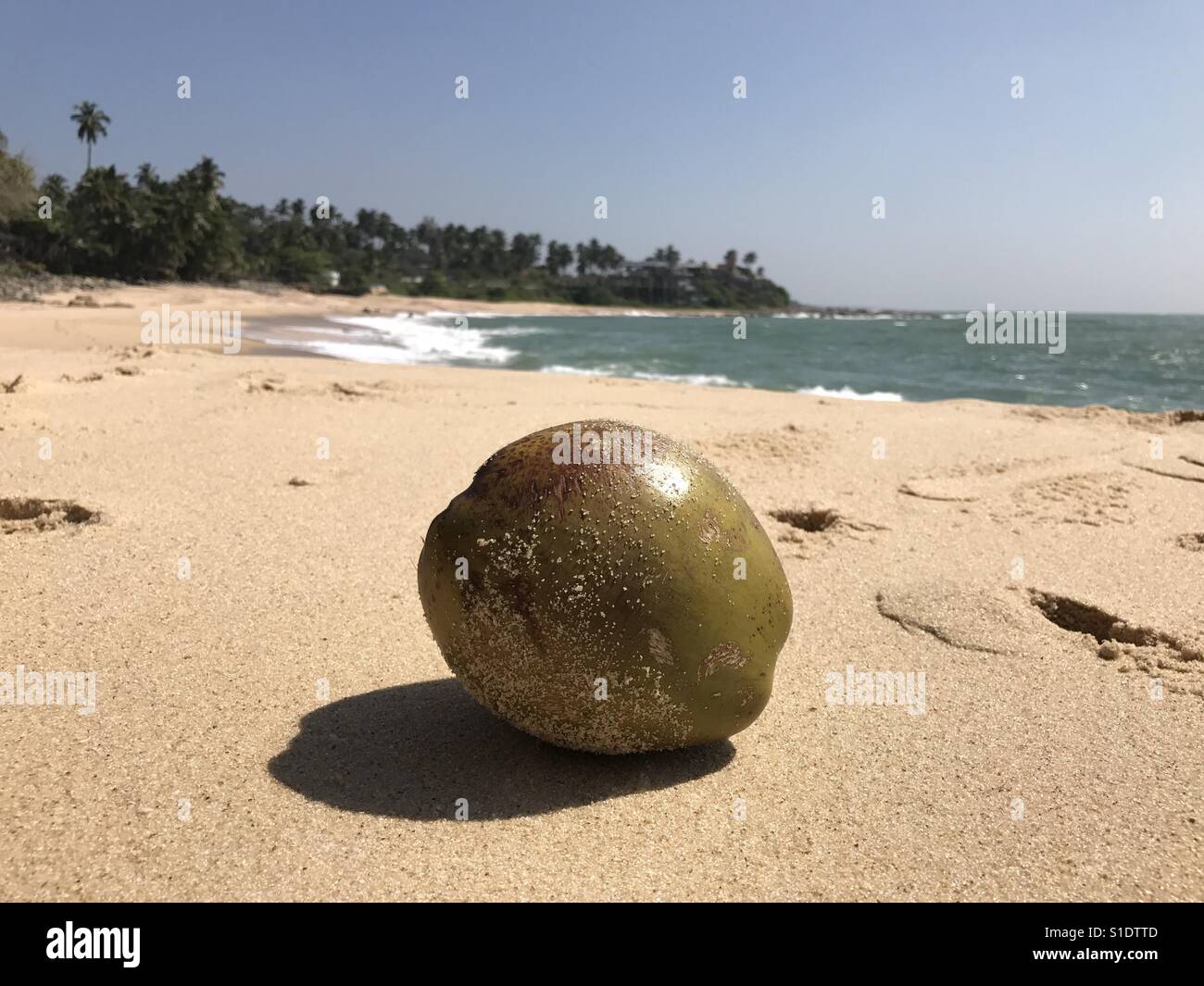 Noix de coco sur la plage sri lanka Banque de photographies et d’images ...