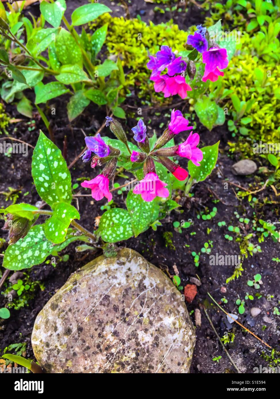 Rocher fleurs Banque de photographies et d’images à haute résolution ...