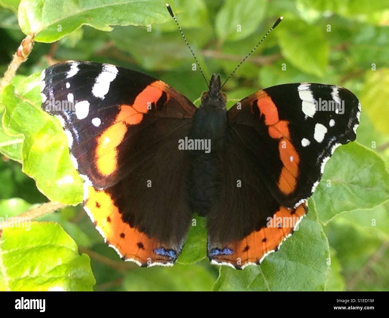 Vol papillon Banque de photographies et d’images à haute résolution - Alamy