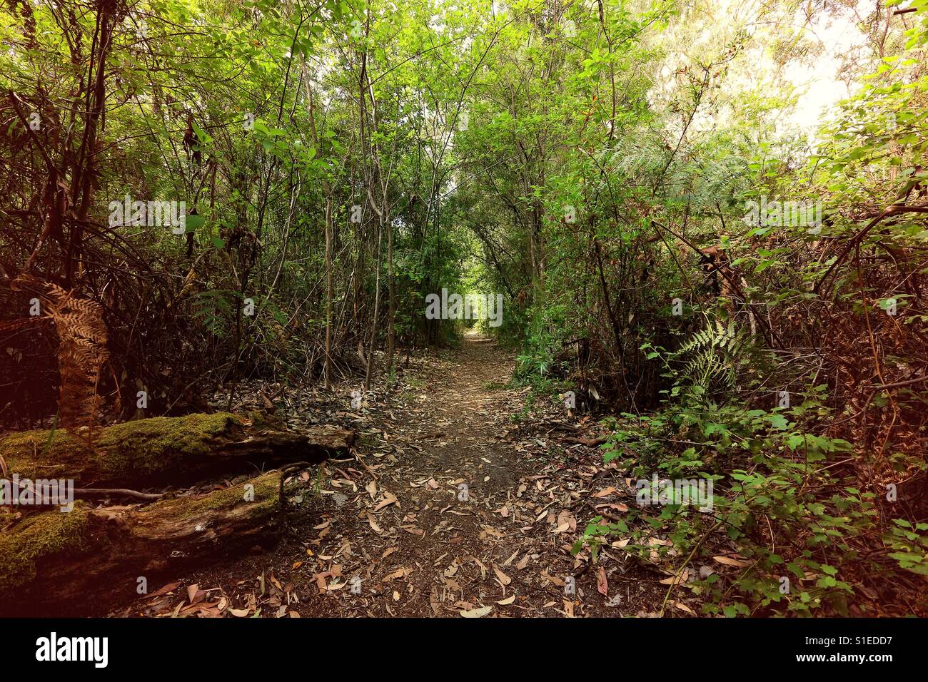 Un sentier à travers une forêt dense ou la jungle dans un cadre naturel ...