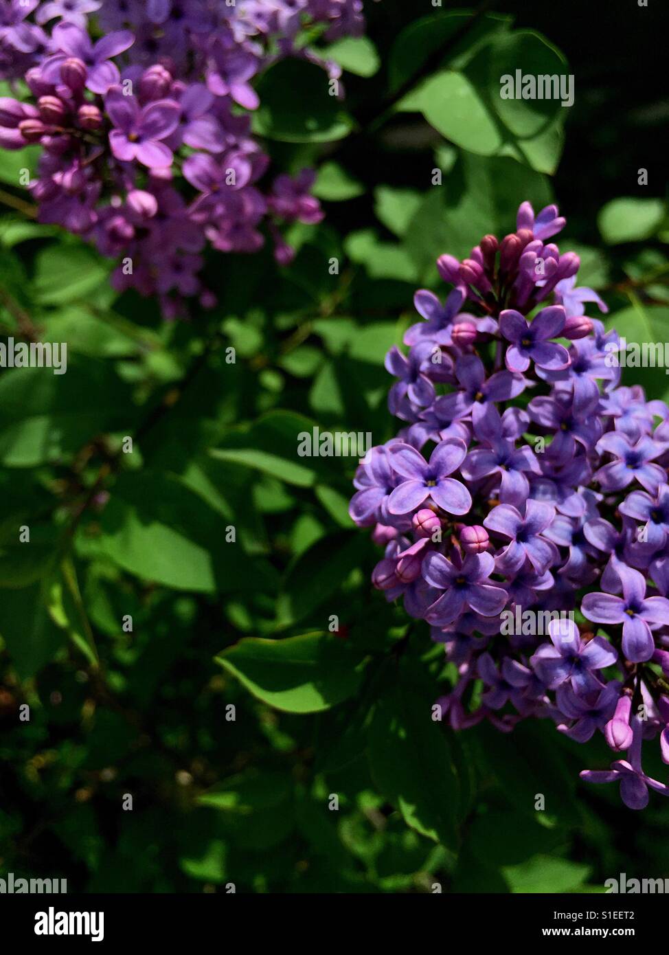 Vin de lilas Banque de photographies et d’images à haute résolution - Alamy