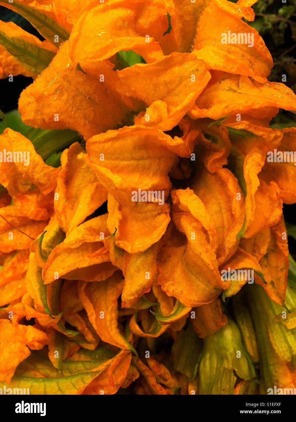 Fleur de citrouille Banque de photographies et d’images à haute ...