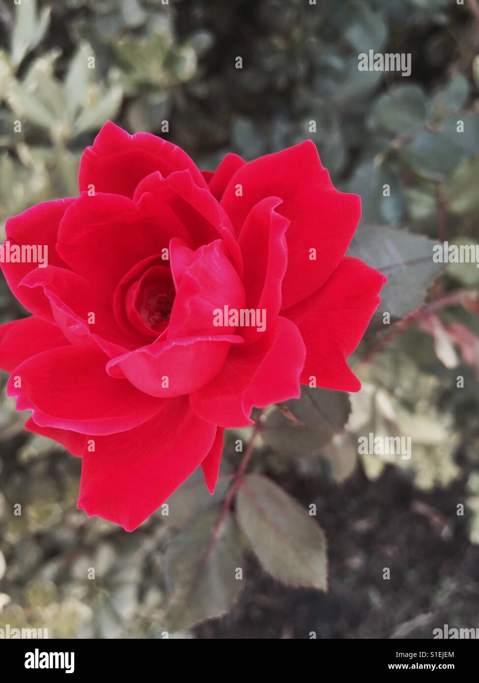 Épines de roses Banque de photographies et d’images à haute résolution ...