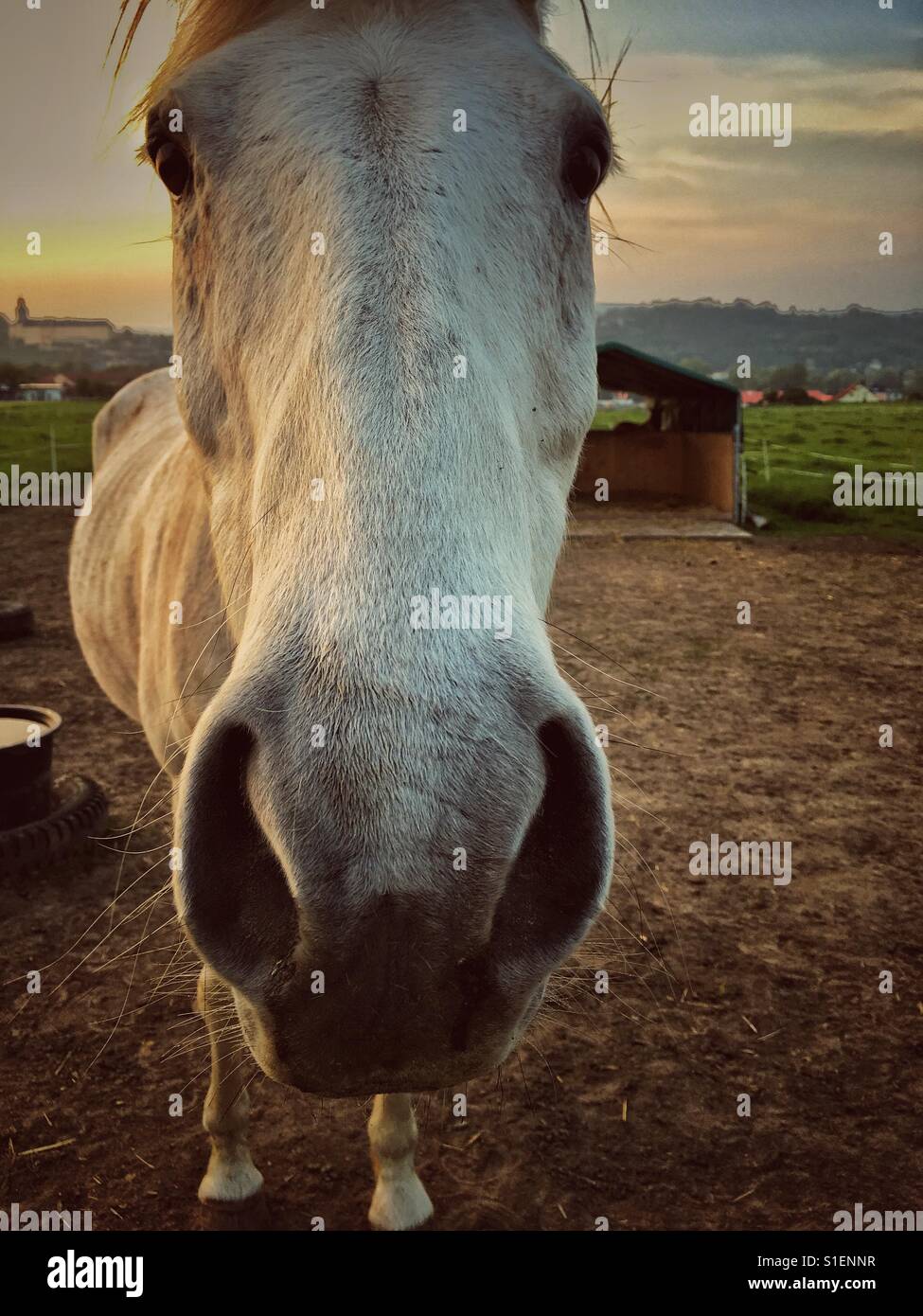 Visage de cheval Banque de photographies et d’images à haute résolution ...