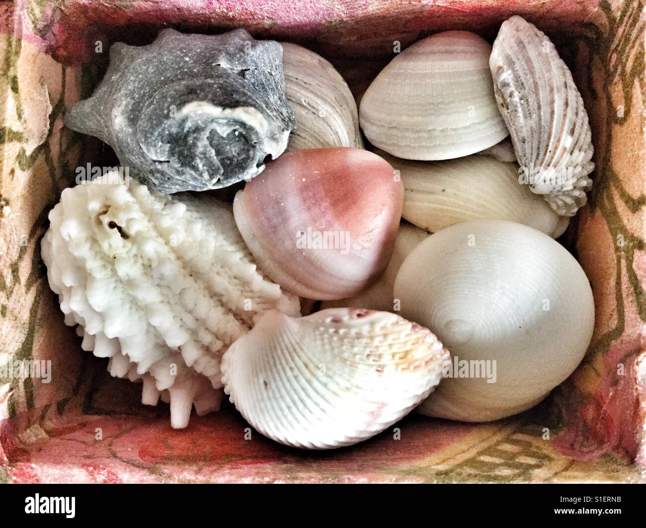 Collection de coquillage Banque de photographies et d’images à haute ...