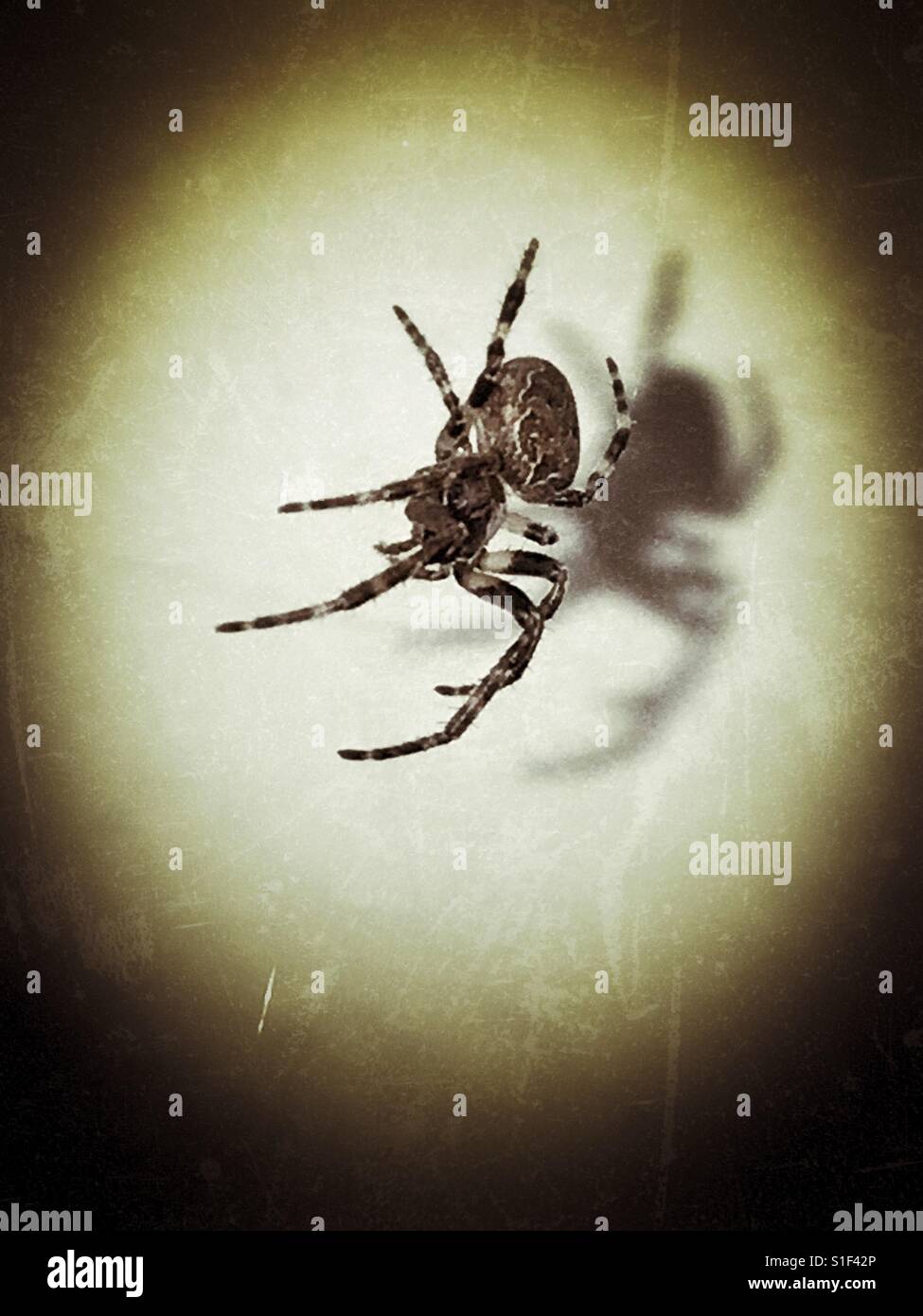 Ombre d'insecte Banque de photographies et d’images à haute résolution ...