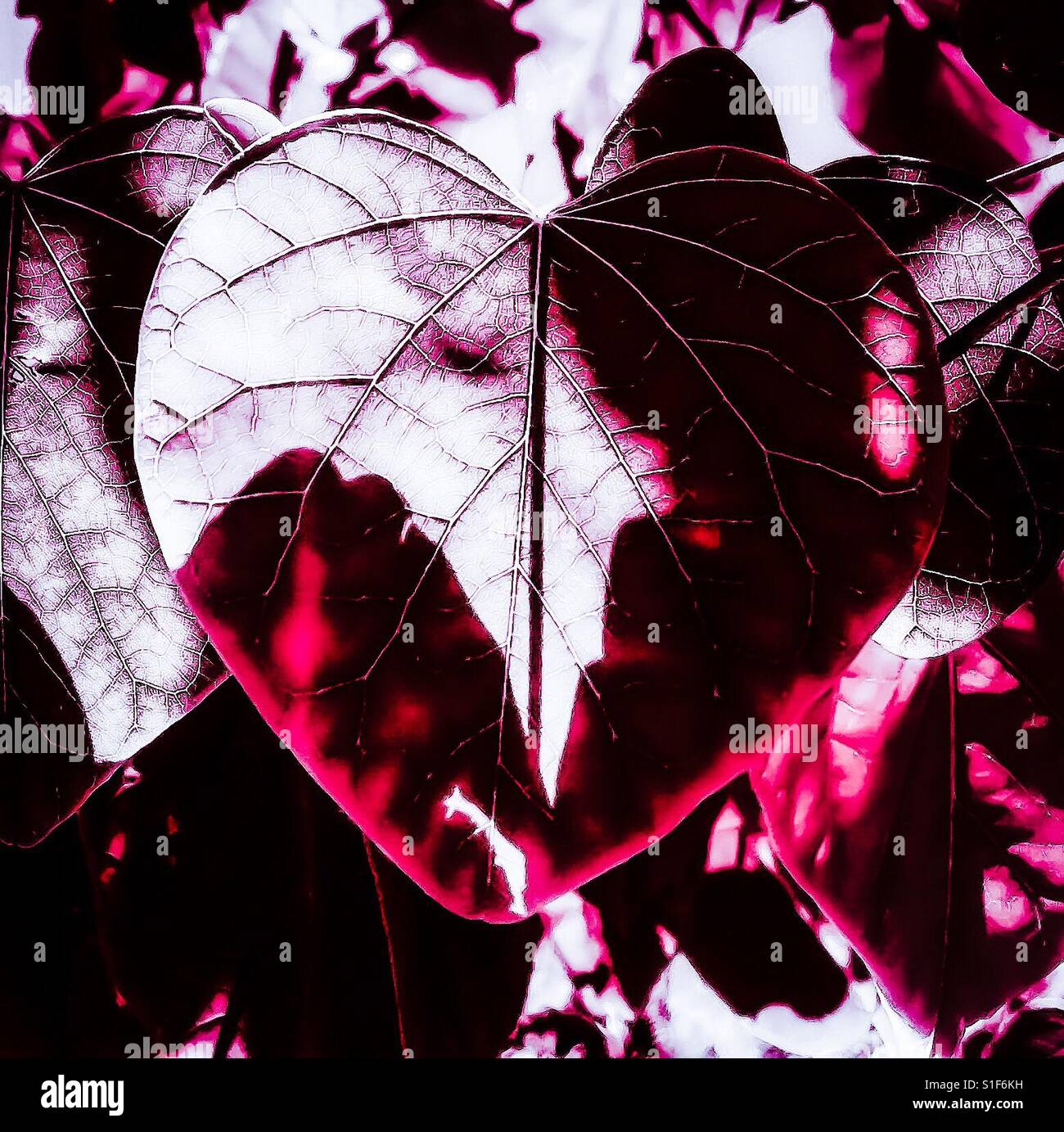 Sang et coeur Banque de photographies et d’images à haute résolution ...