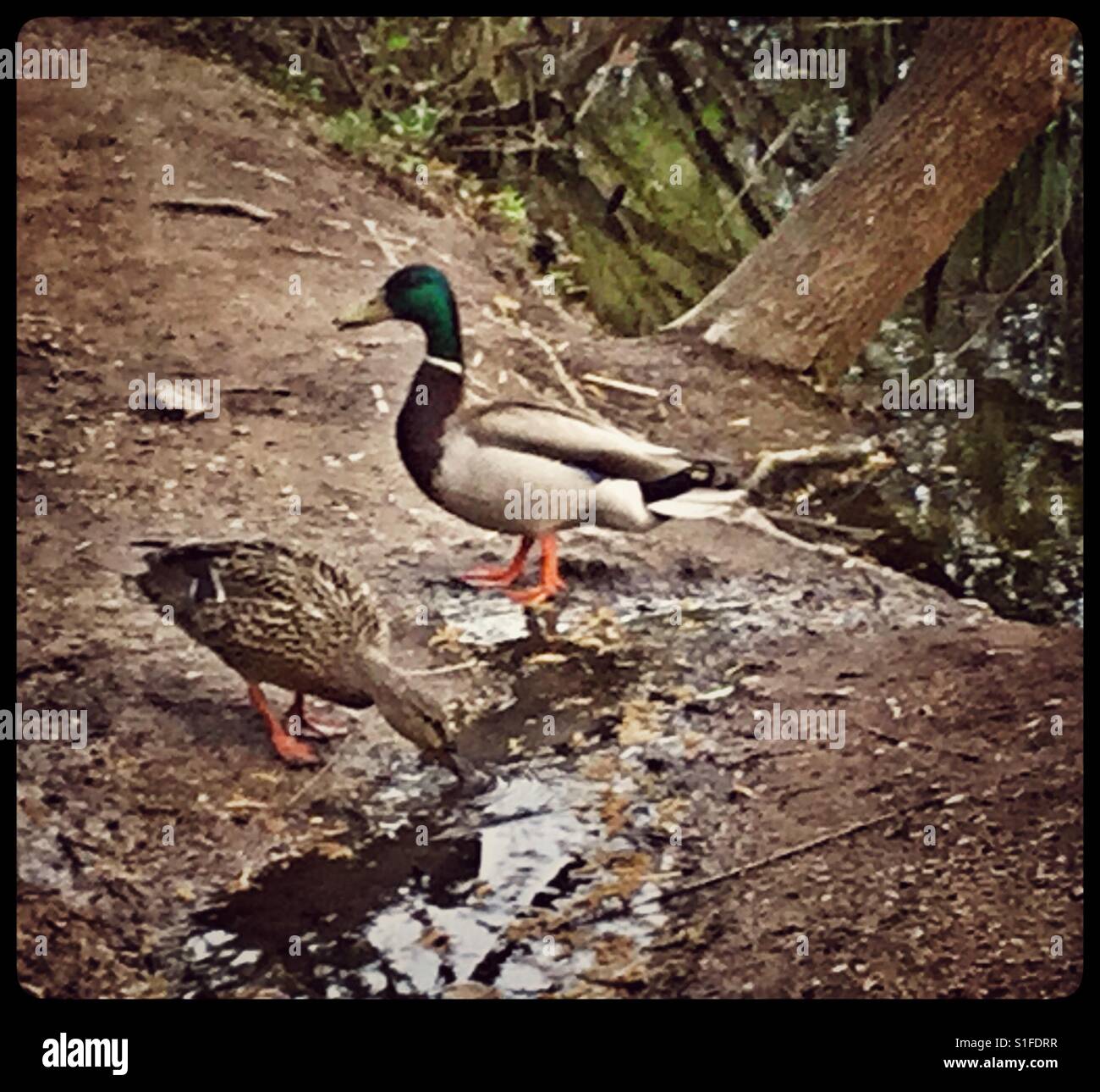 Couple de canards colvert Banque de photographies et d’images à haute ...