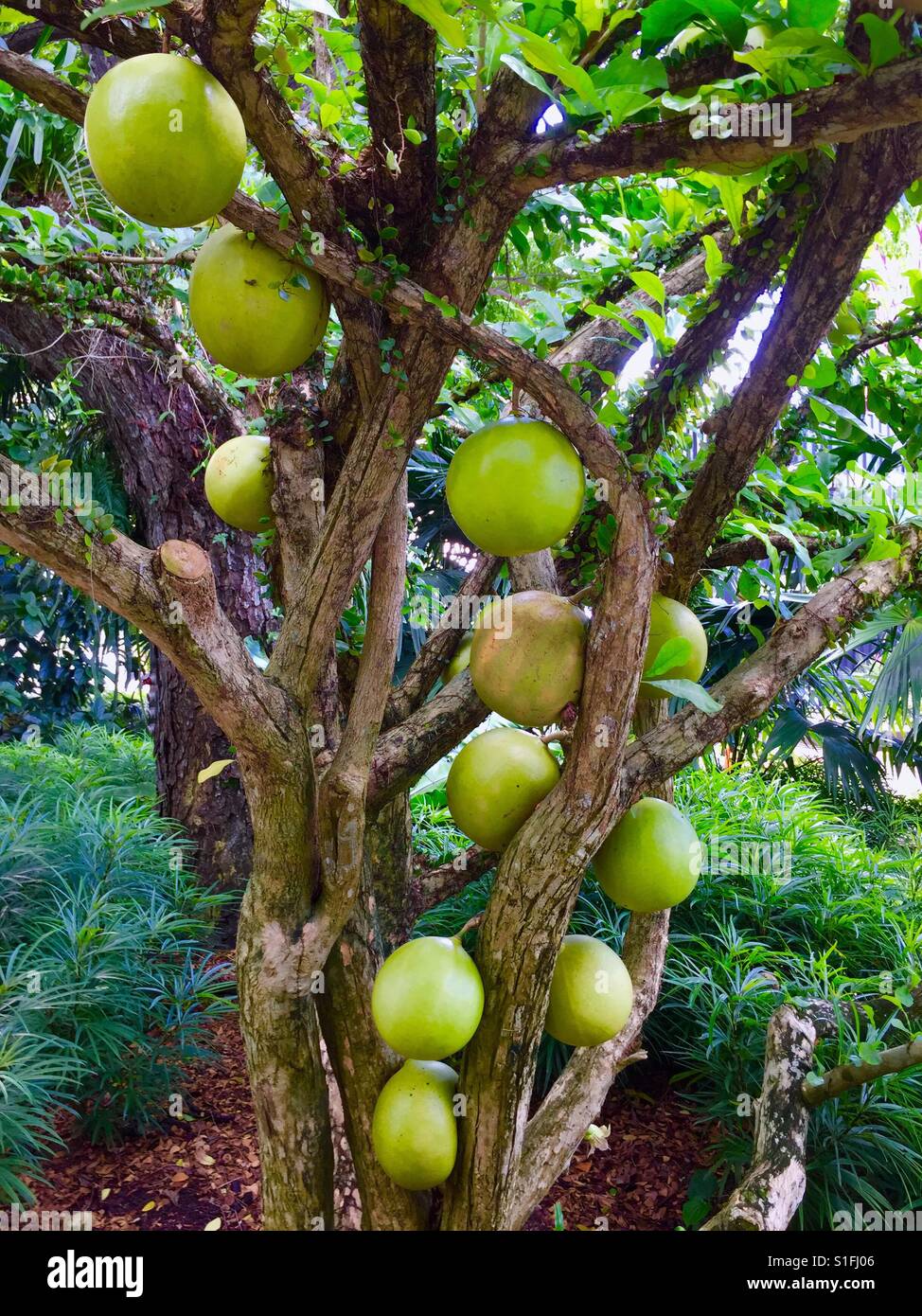 Fruits d'un arbre (Crescentia cujete calebasse) planté en jardins au ...