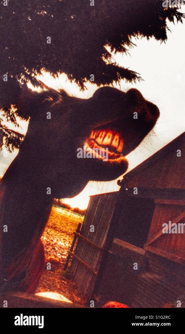 Cheval qui rit Banque de photographies et d’images à haute résolution ...