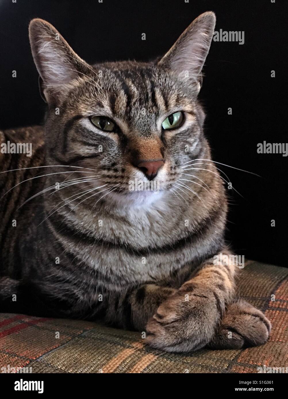 Crossed paws Banque de photographies et d’images à haute résolution - Alamy