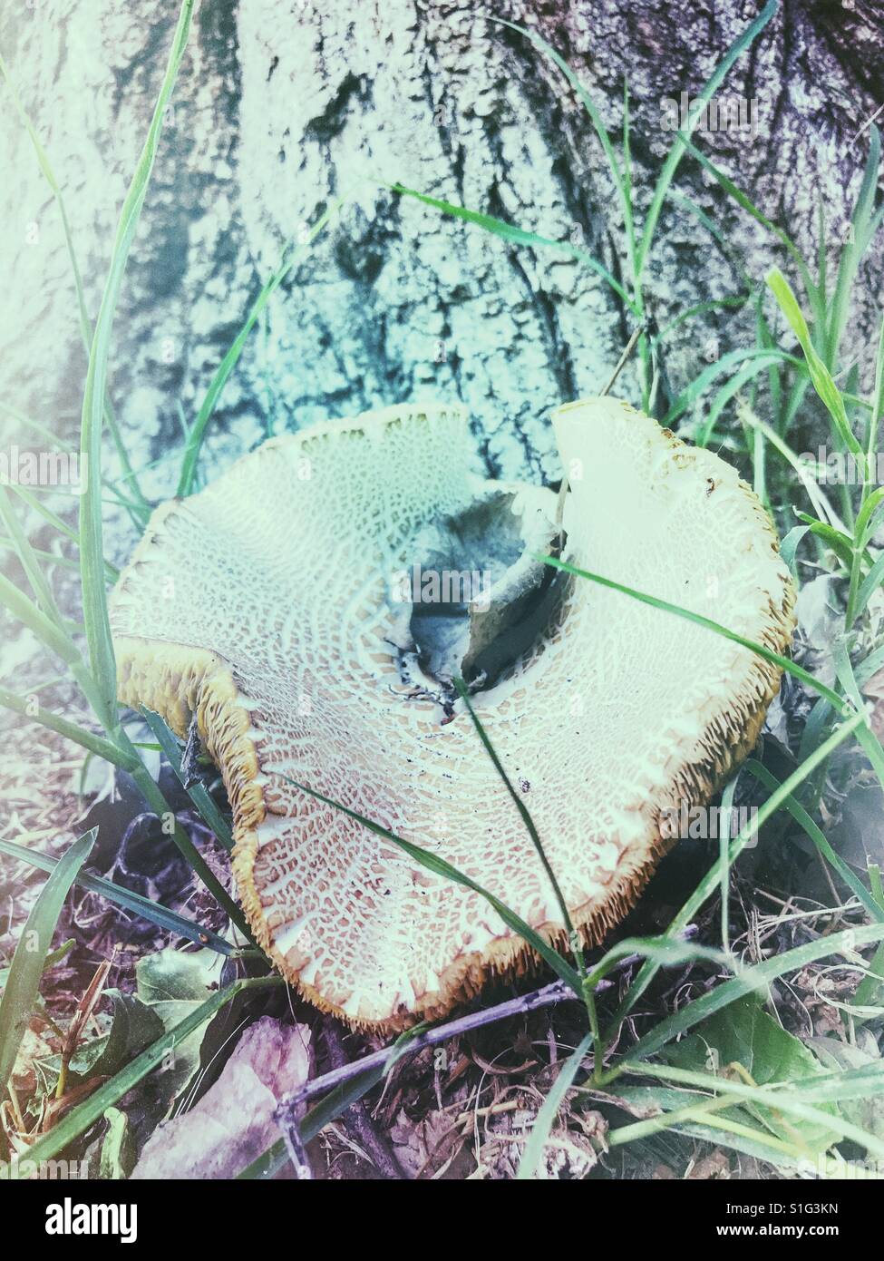 Gros champignon Banque de photographies et d’images à haute résolution ...