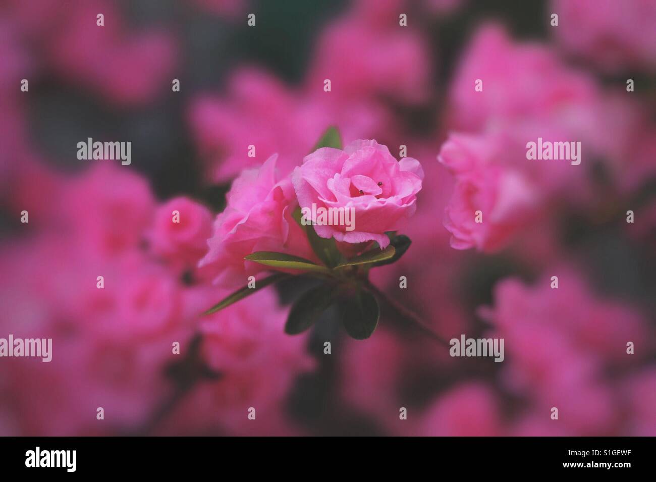 Belles roses Banque de photographies et d’images à haute résolution - Alamy