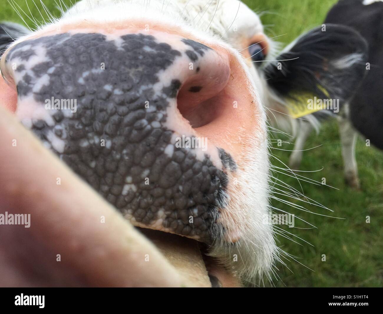 Cow Tongue Up Nose Banque d'image et photos - Alamy