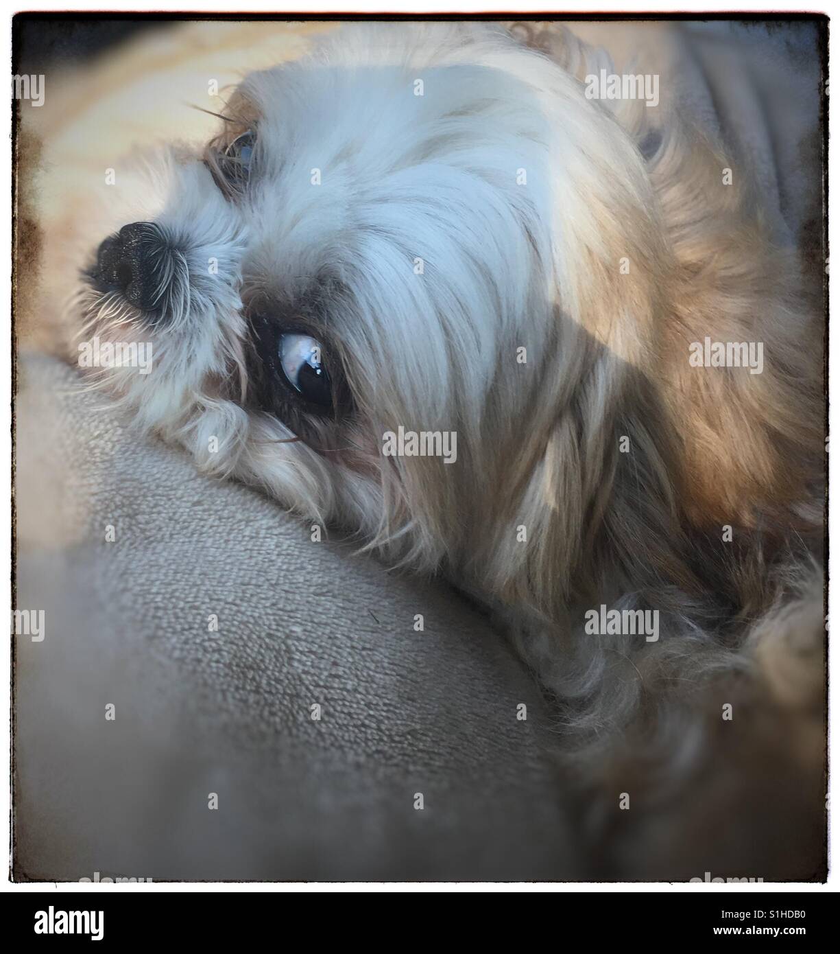 Shih tzu face Banque de photographies et d’images à haute résolution ...