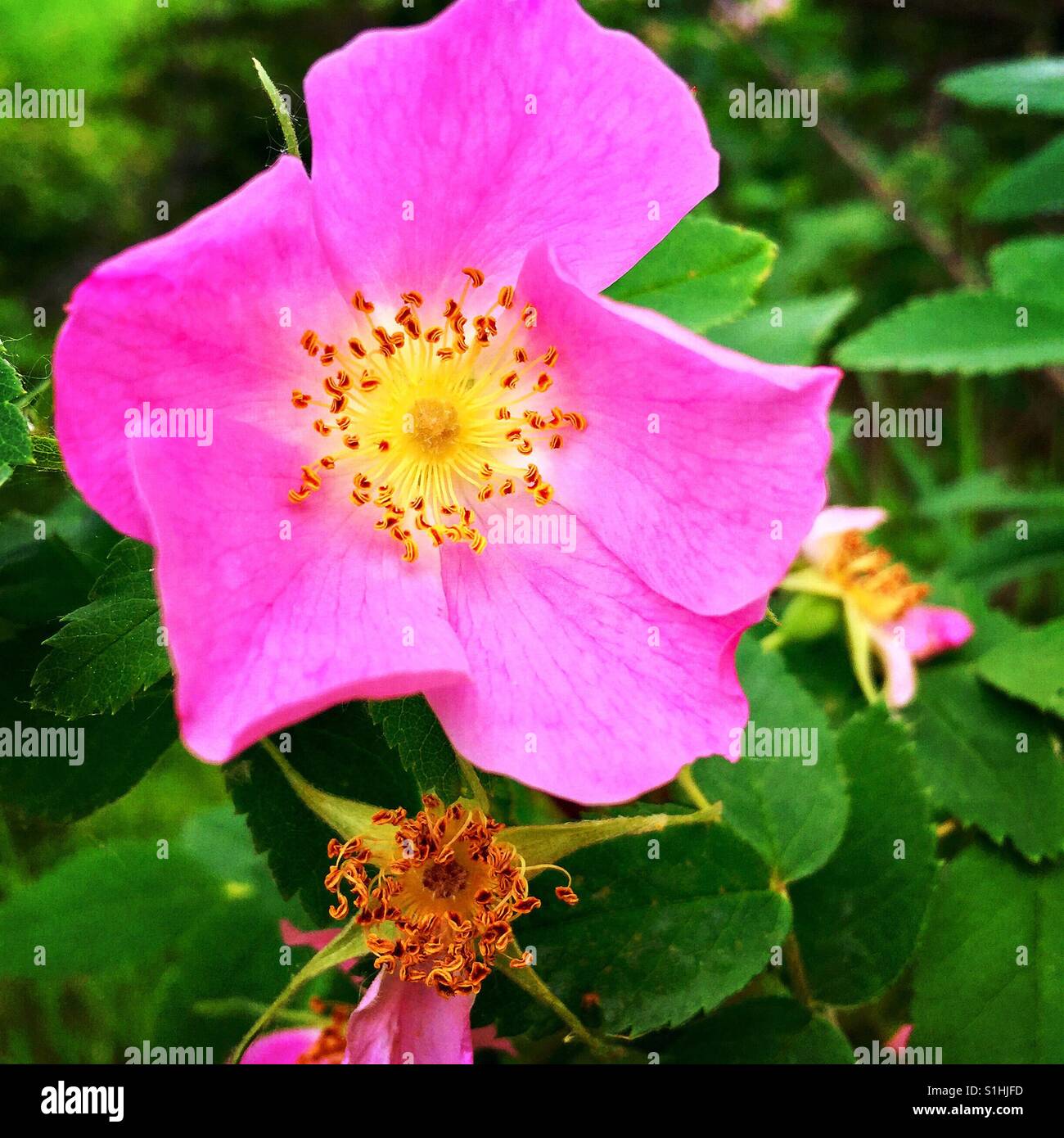 Alberta wild rose flower pink Banque de photographies et d’images à ...
