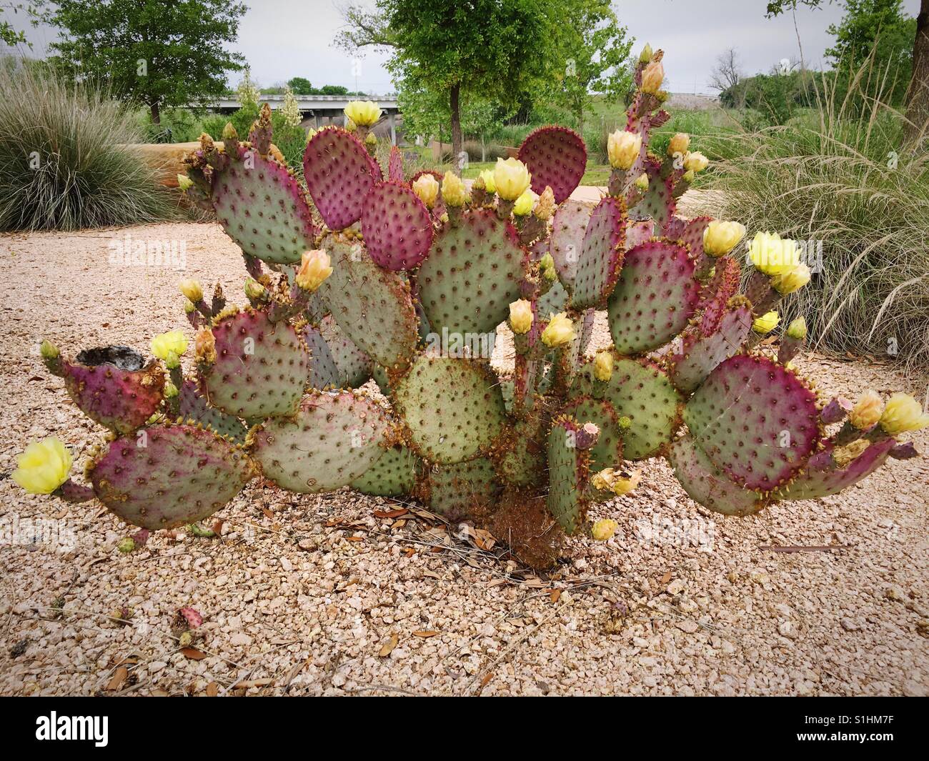 Opuntia Robusta Cactus Banque d'image et photos - Alamy